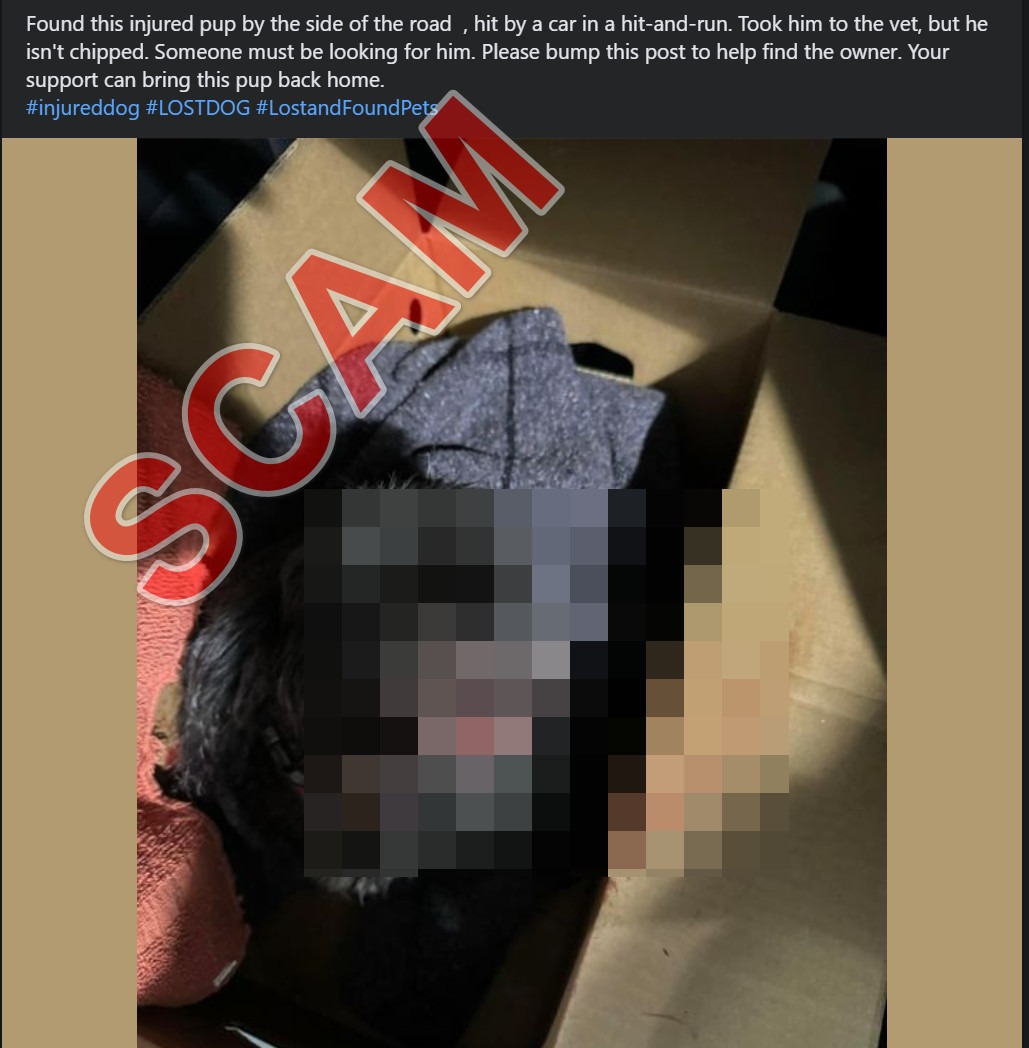 The Truth Behind Emotional "Missing Dog" Facebook Scams