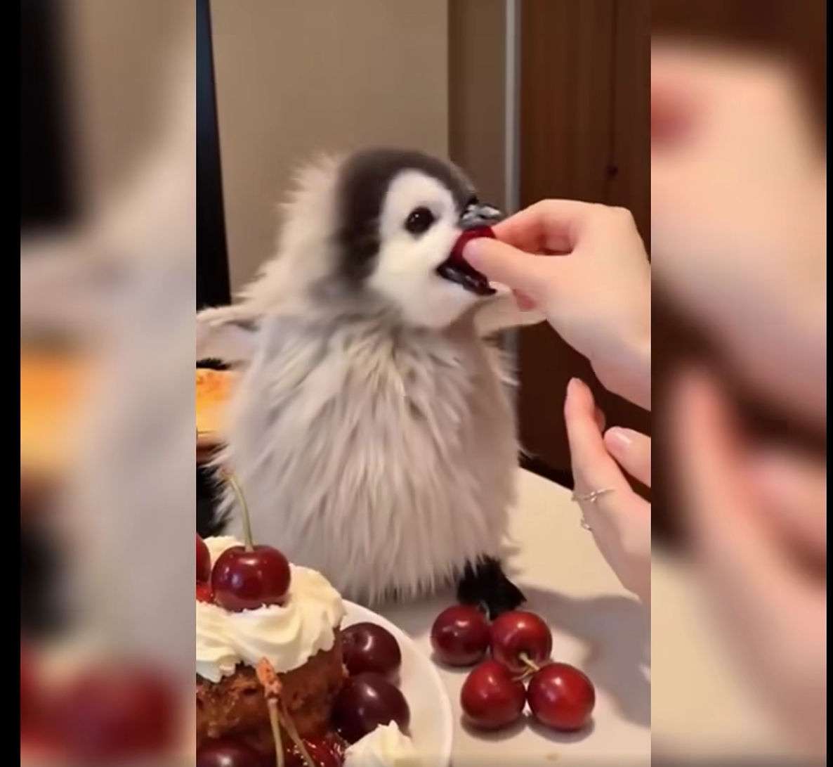 Super Realistic Plush AI Penguin Scam: What You Need To Know